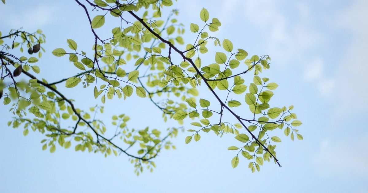 Friday Devotional - Be a Good Branch | Pizza Ranch