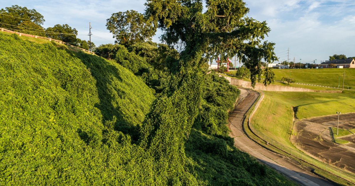 Tuesday Truth - Kudzu Plants | Pizza Ranch