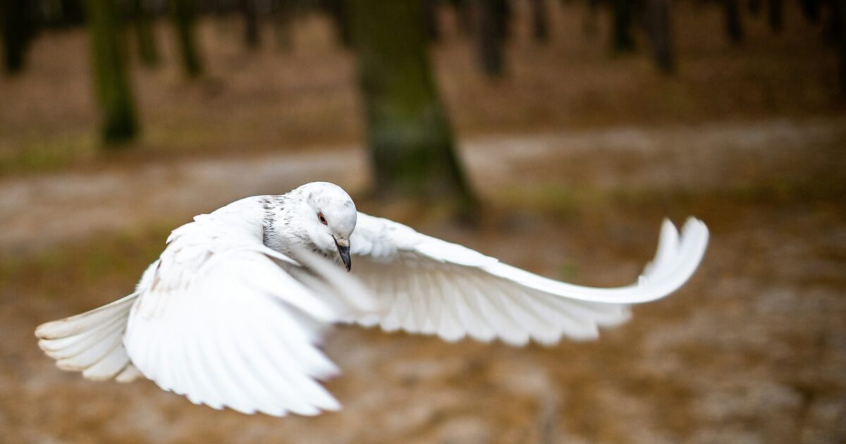 Tuesday Truths – A Recipe for Peace | Pizza Ranch